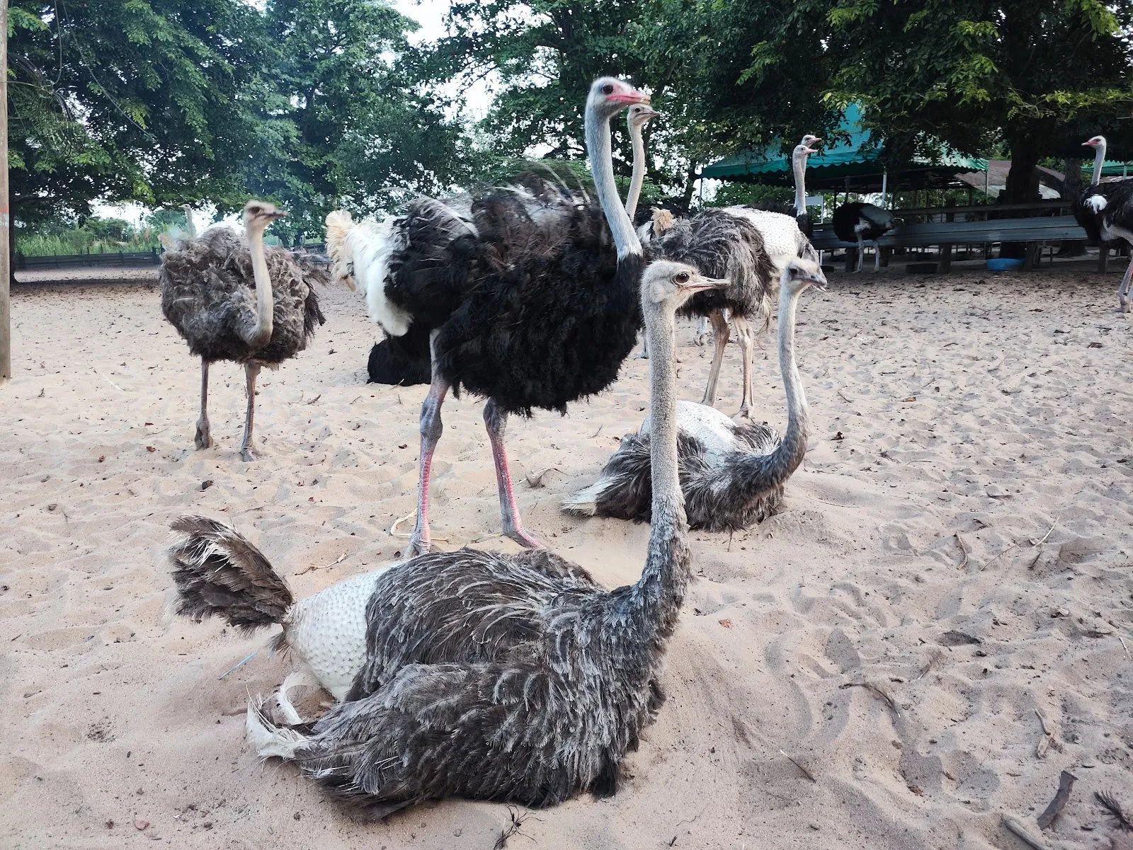 Desaru Ostrich Farm, Halal-Friendly Things to Do in Pengerang | Have ...
