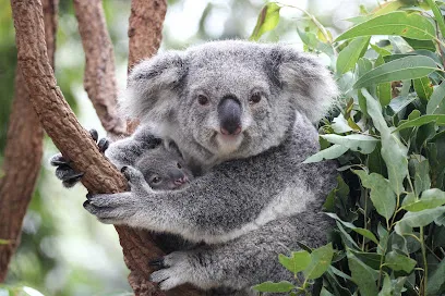 Lone Pine Koala Sanctuary, Halal-Friendly Things to Do in Brisbane ...