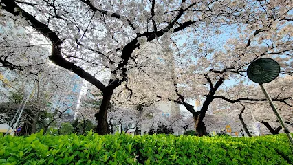 Namcheon-Dong Cherry Blossom Street, Halal-Friendly Things to Do in ...