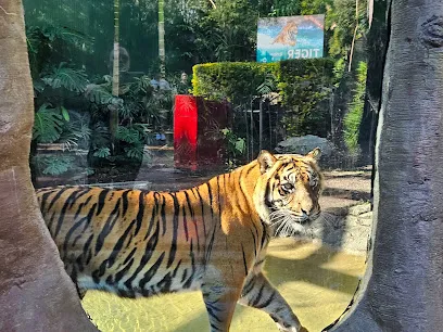 Tiger Island, Halal-Friendly Things to Do in Gold Coast | Have Halal ...
