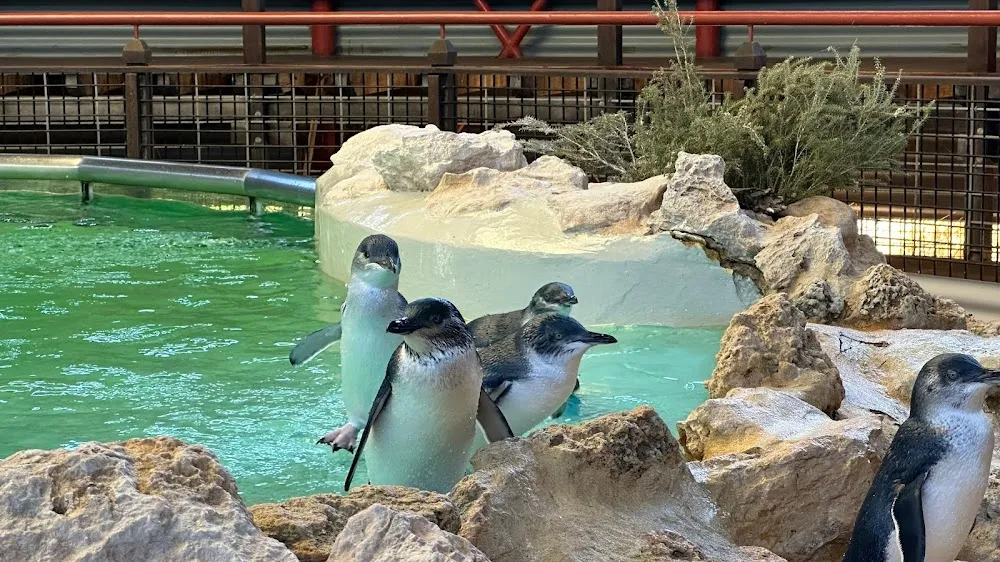 Penguin Island Discovery Centre, Halal-Friendly Things to Do in ...