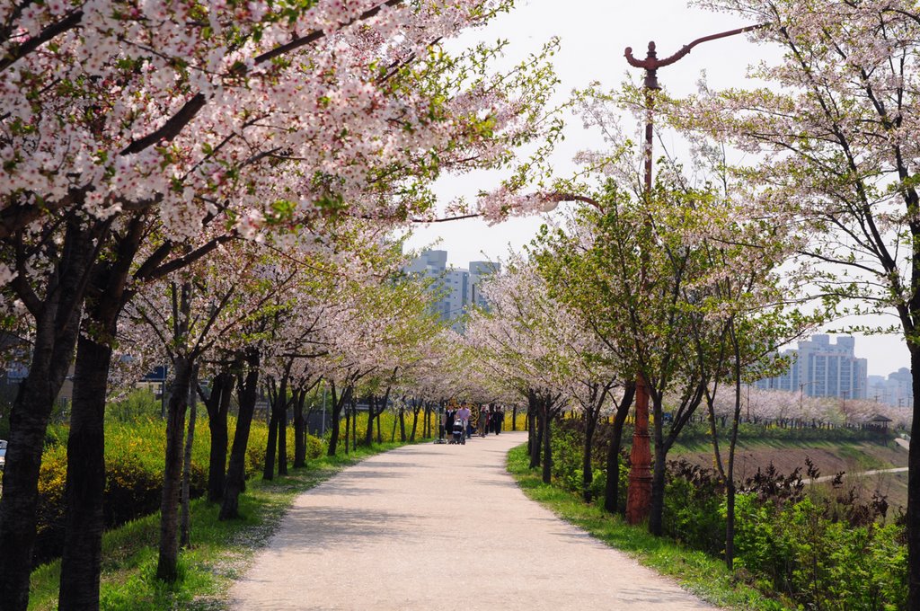 The Ultimate Guide to Cherry Blossom Viewing Spots in Korea