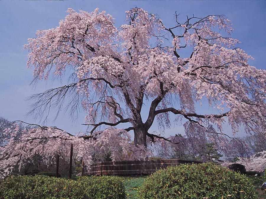 7 Most Instagram-Worthy Cherry Blossom Spots In Kyoto