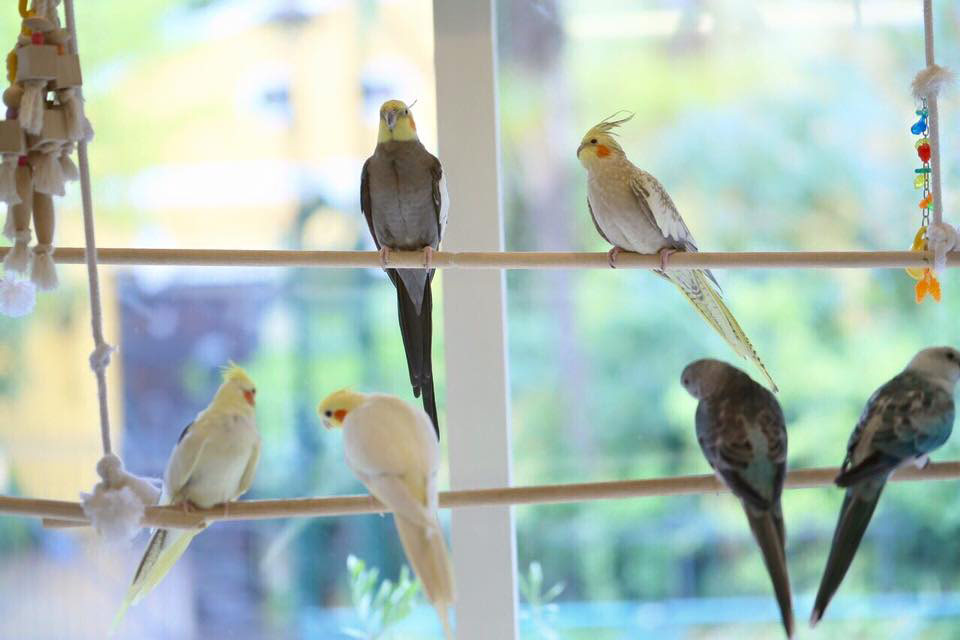 4 Unique Animal Cafes In Tokyo