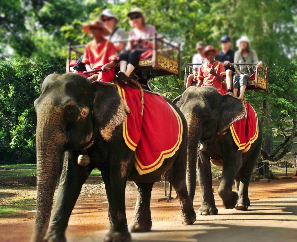 Think Twice Before You Visit These 5 Animal Attractions