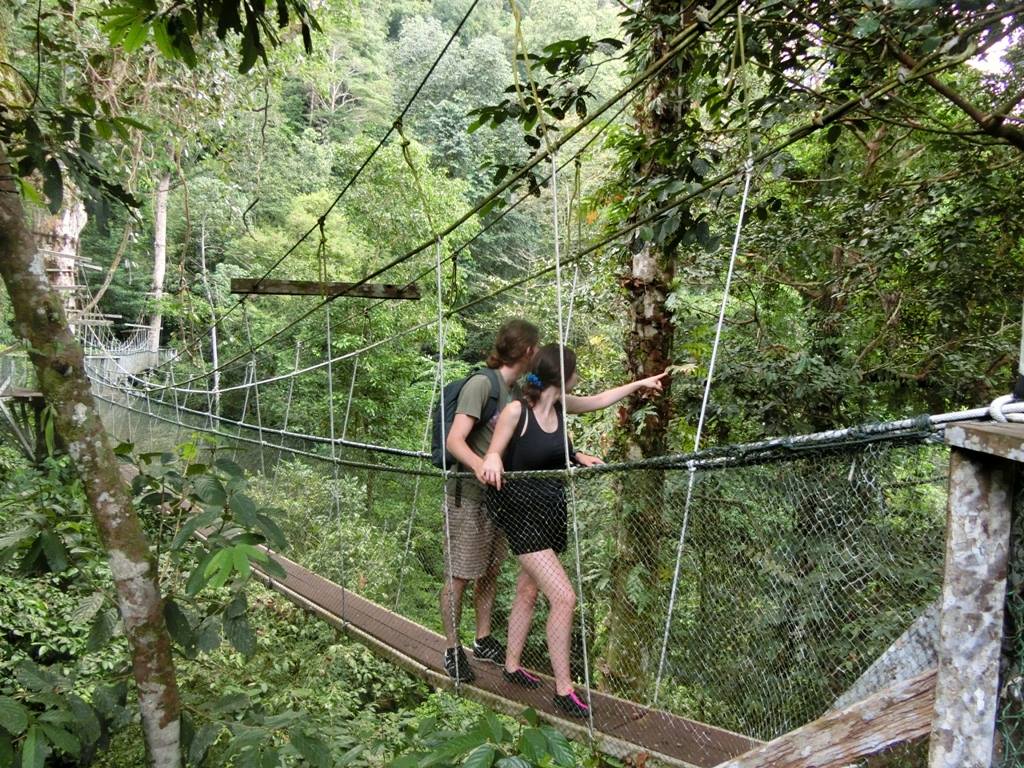 7 Best Rainforest Canopy Walks In Malaysia