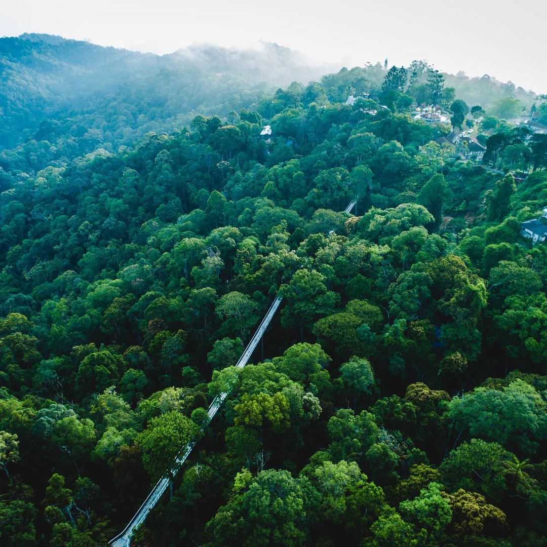 Kulim Tree Top Walk